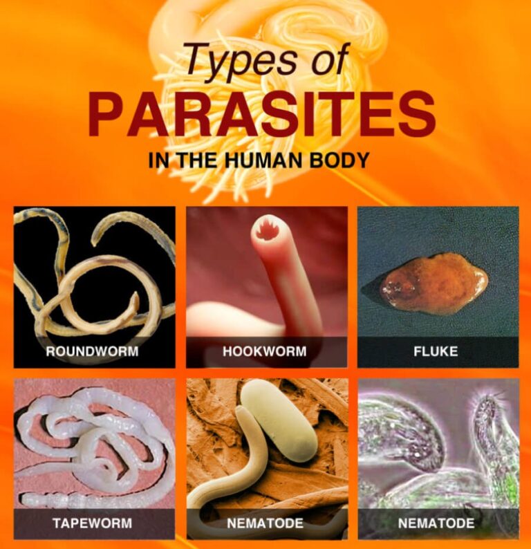 Parasites: Everything That You Need to Know & How to Treat Them ...
