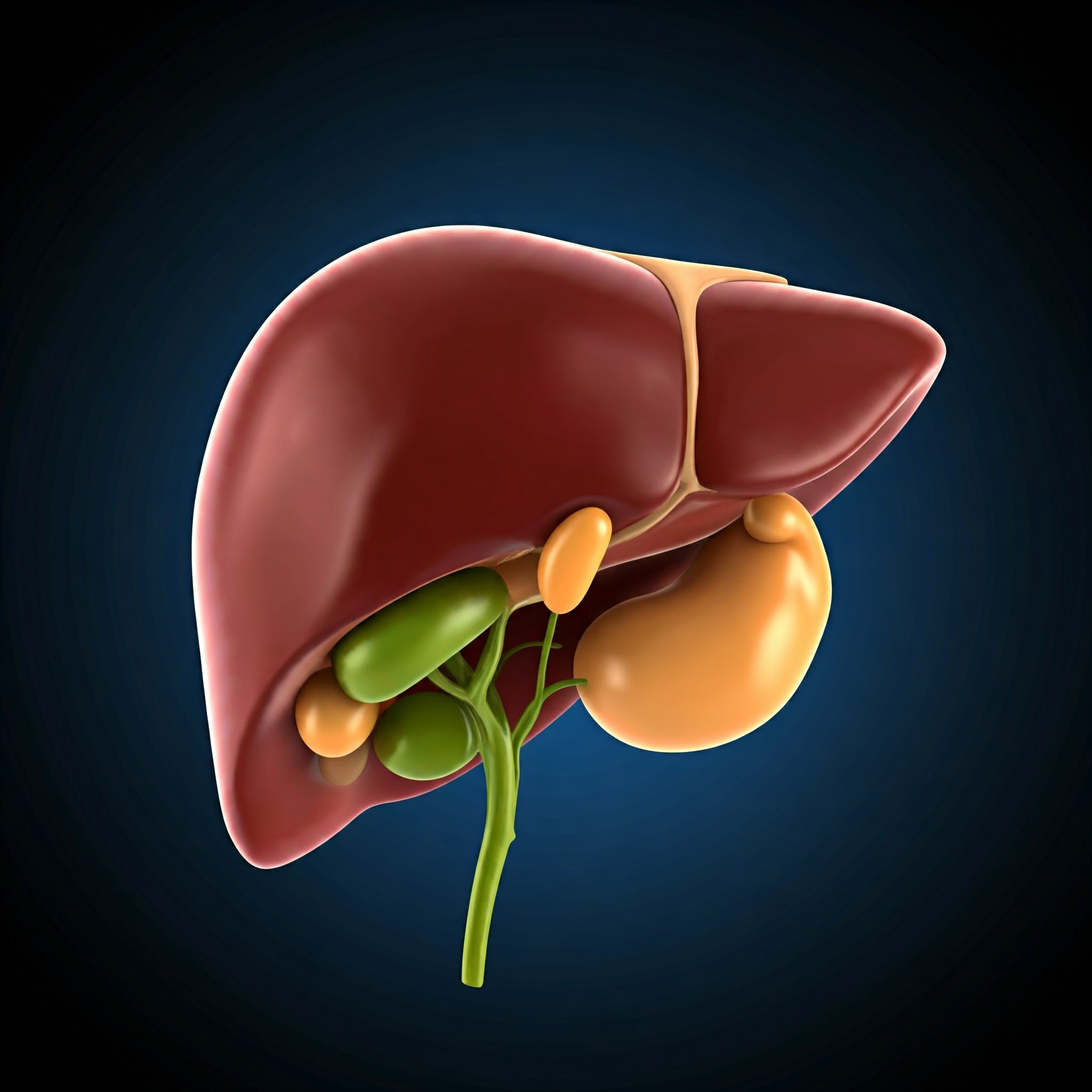 "Adrenal Glands: Critical to Kidney and Liver Function" - All1Fitness